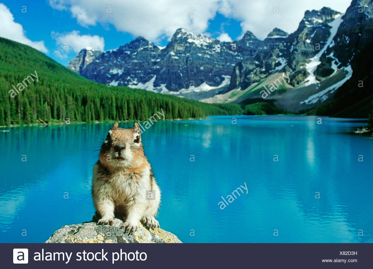 Gopher Alberta Canada High Resolution Stock Photography and Images - Alamy