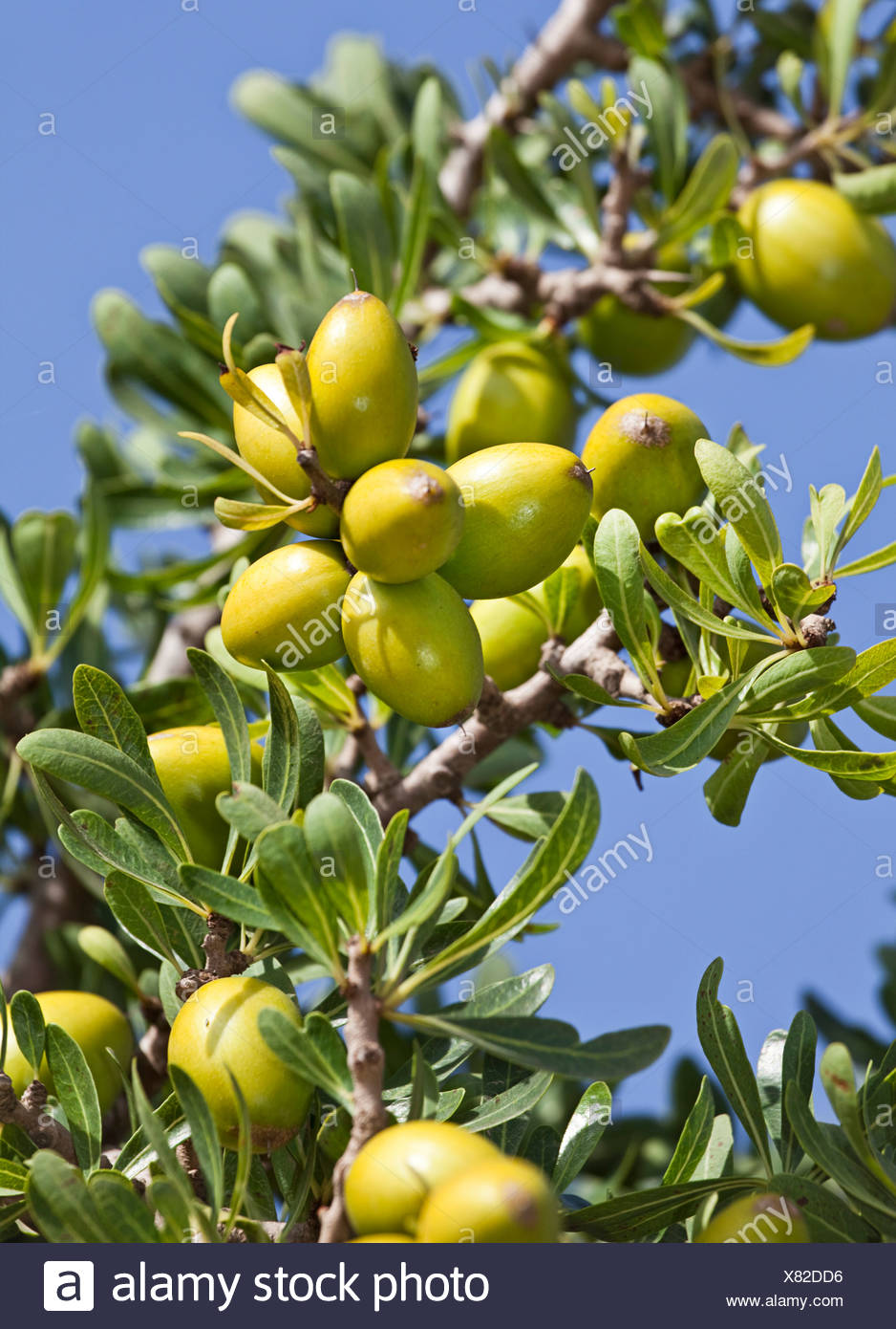Morocco Essaouira Argan Tree High Resolution Stock Photography and ...