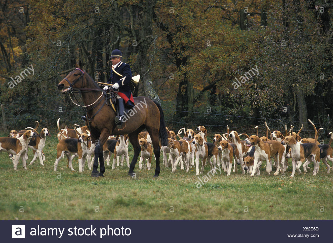 Anglo French Hounds High Resolution Stock Photography and Images - Alamy