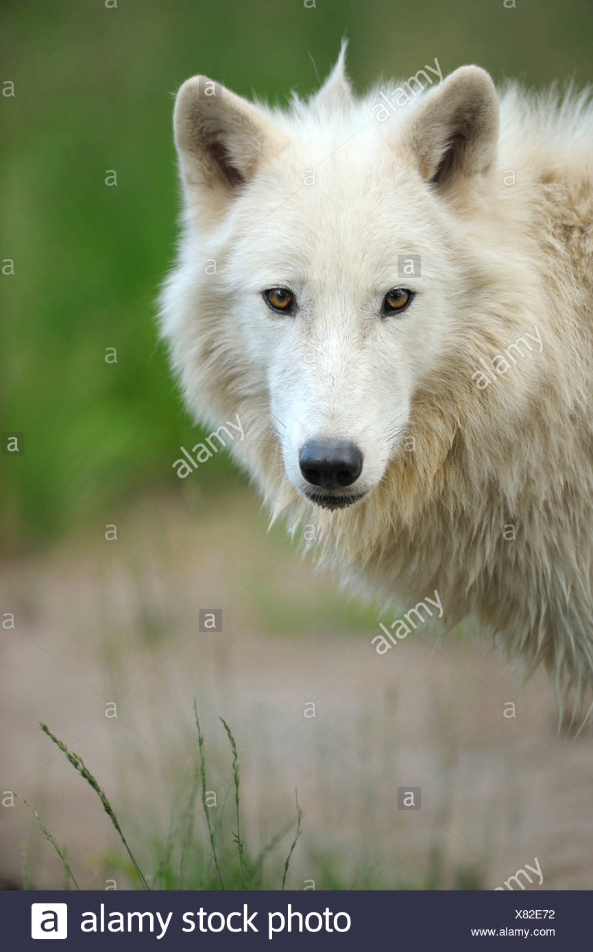 Tundra Wolf Stock Photos & Tundra Wolf Stock Images - Alamy