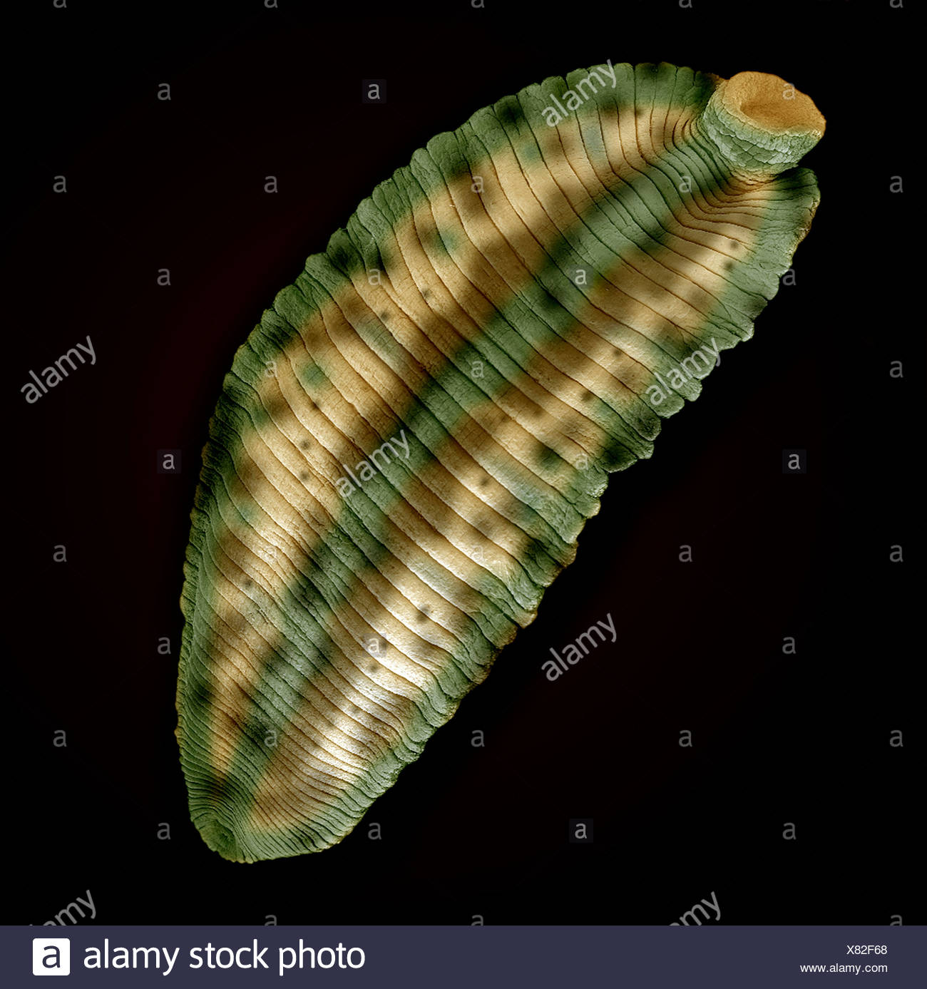 Magnification Magnified S E M High Resolution Stock Photography and ...