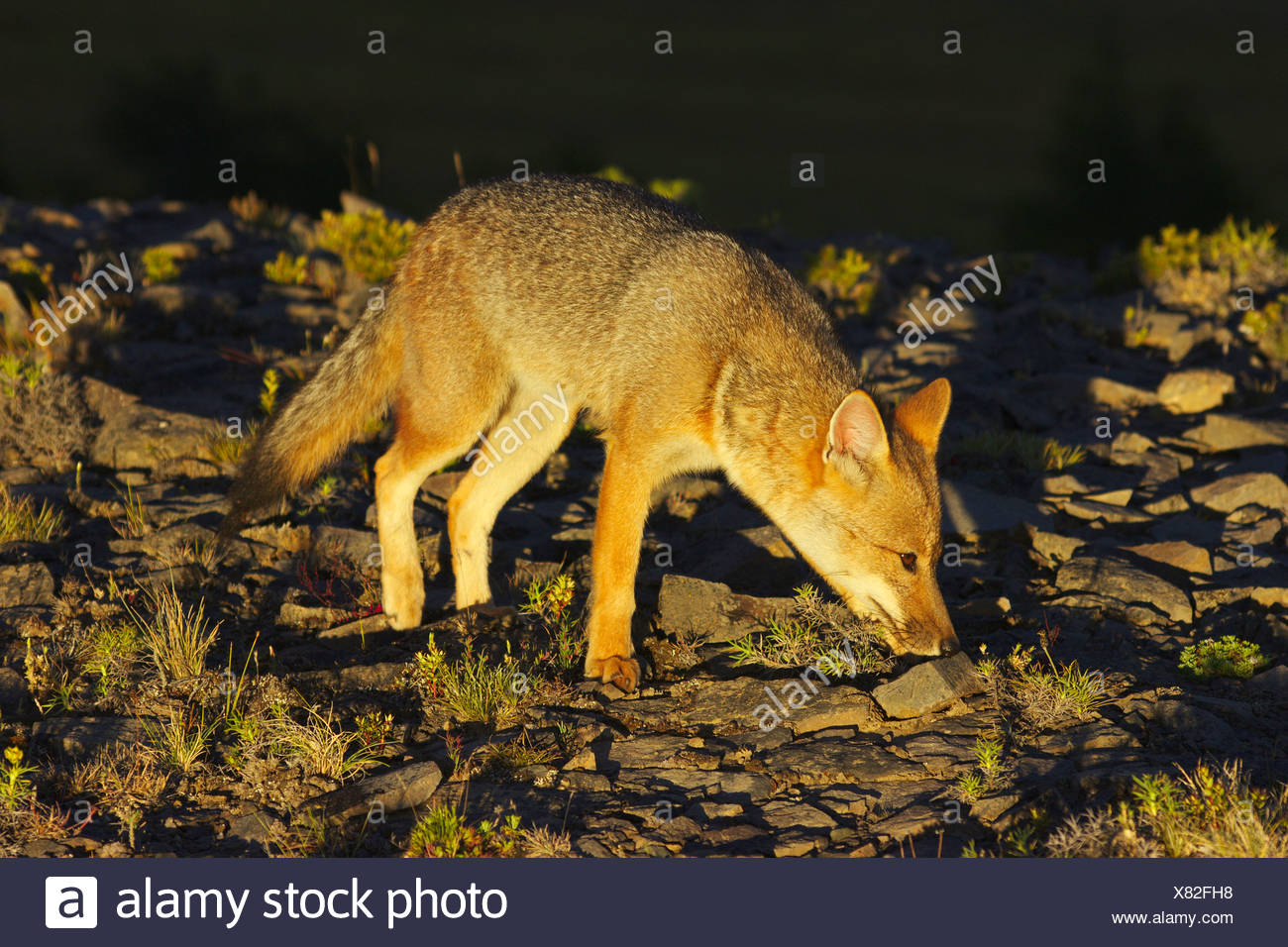 Andean Wolf Dusicyon Culpaeus Stock Photos & Andean Wolf Dusicyon ...