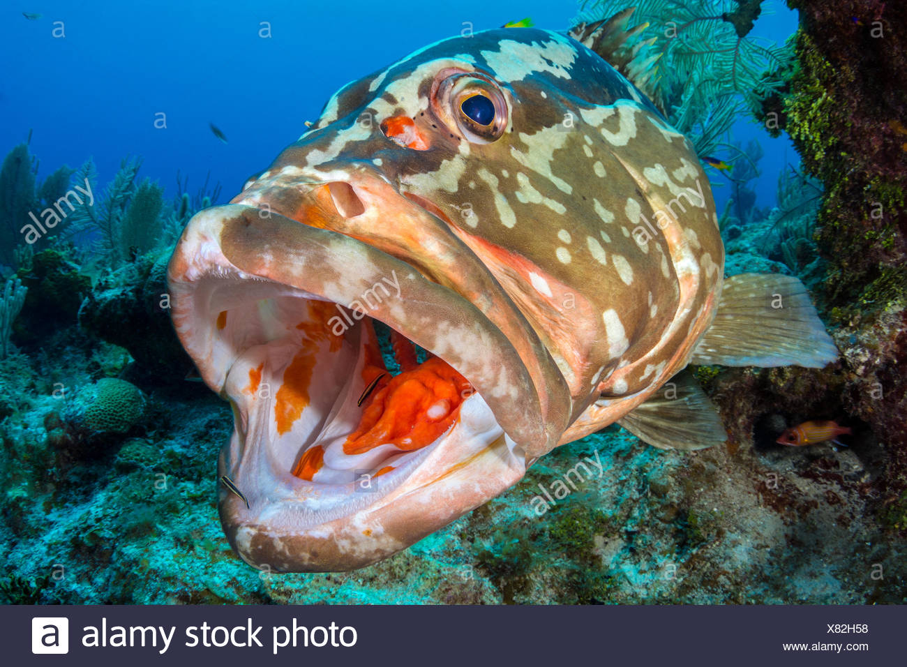 Coral Hogfish High Resolution Stock Photography and Images - Alamy