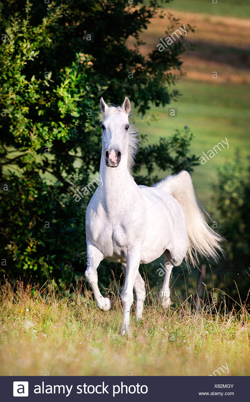 Anglo Arab High Resolution Stock Photography and Images - Alamy