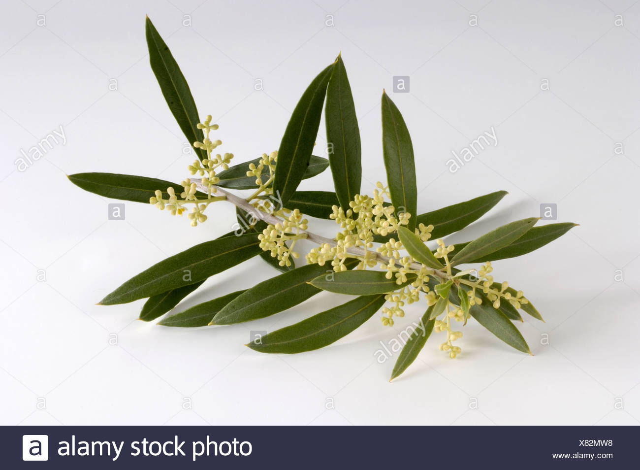 Olive Branch Stock Photos & Olive Branch Stock Images - Alamy