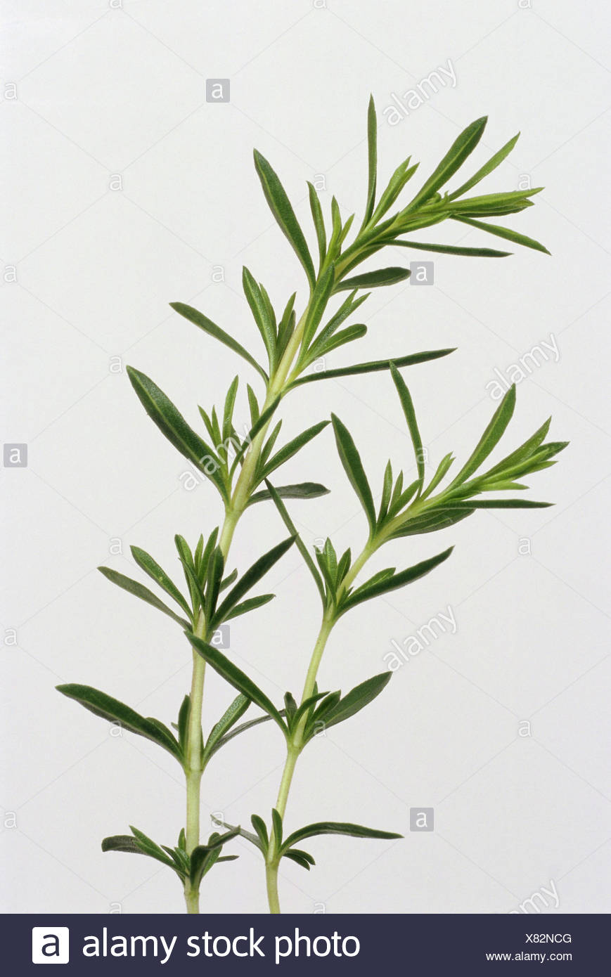 Common Thyme Thymus Vulgaris High Resolution Stock Photography and ...