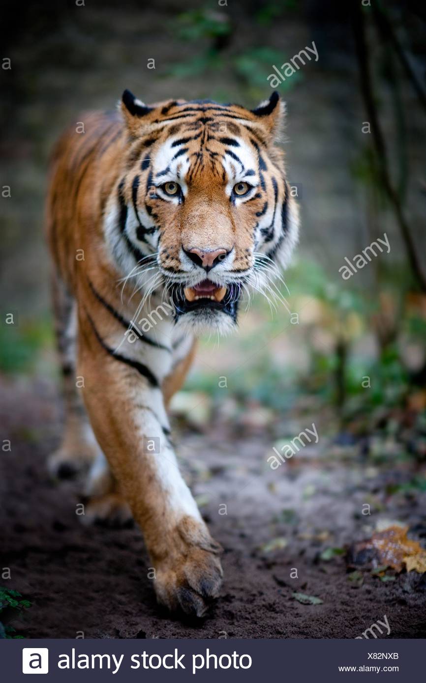 Walking Tiger High Resolution Stock Photography and Images - Alamy