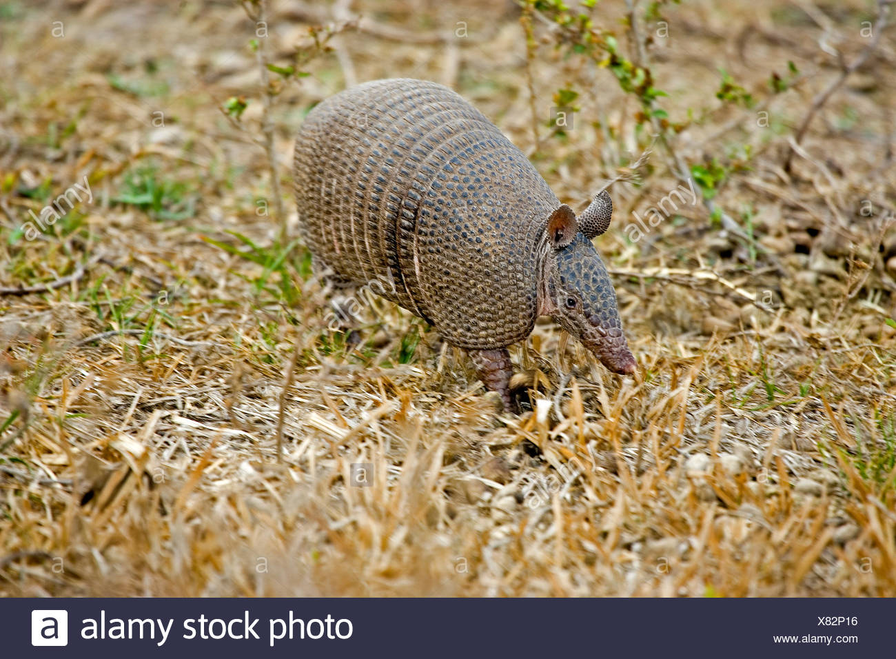 Dasypus High Resolution Stock Photography and Images - Alamy