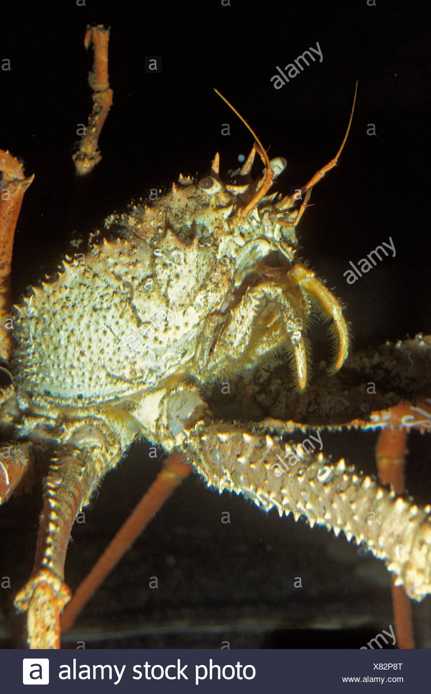 Spiny Spider Crab Maia Squinado High Resolution Stock Photography and ...