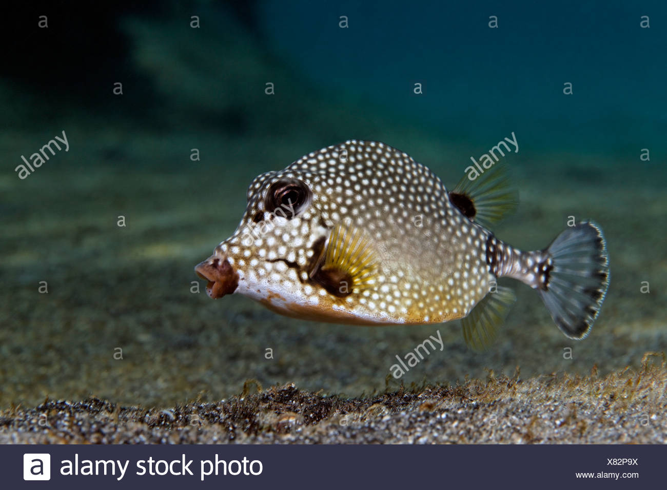 Smooth Trunkfish Stock Photos & Smooth Trunkfish Stock Images - Alamy