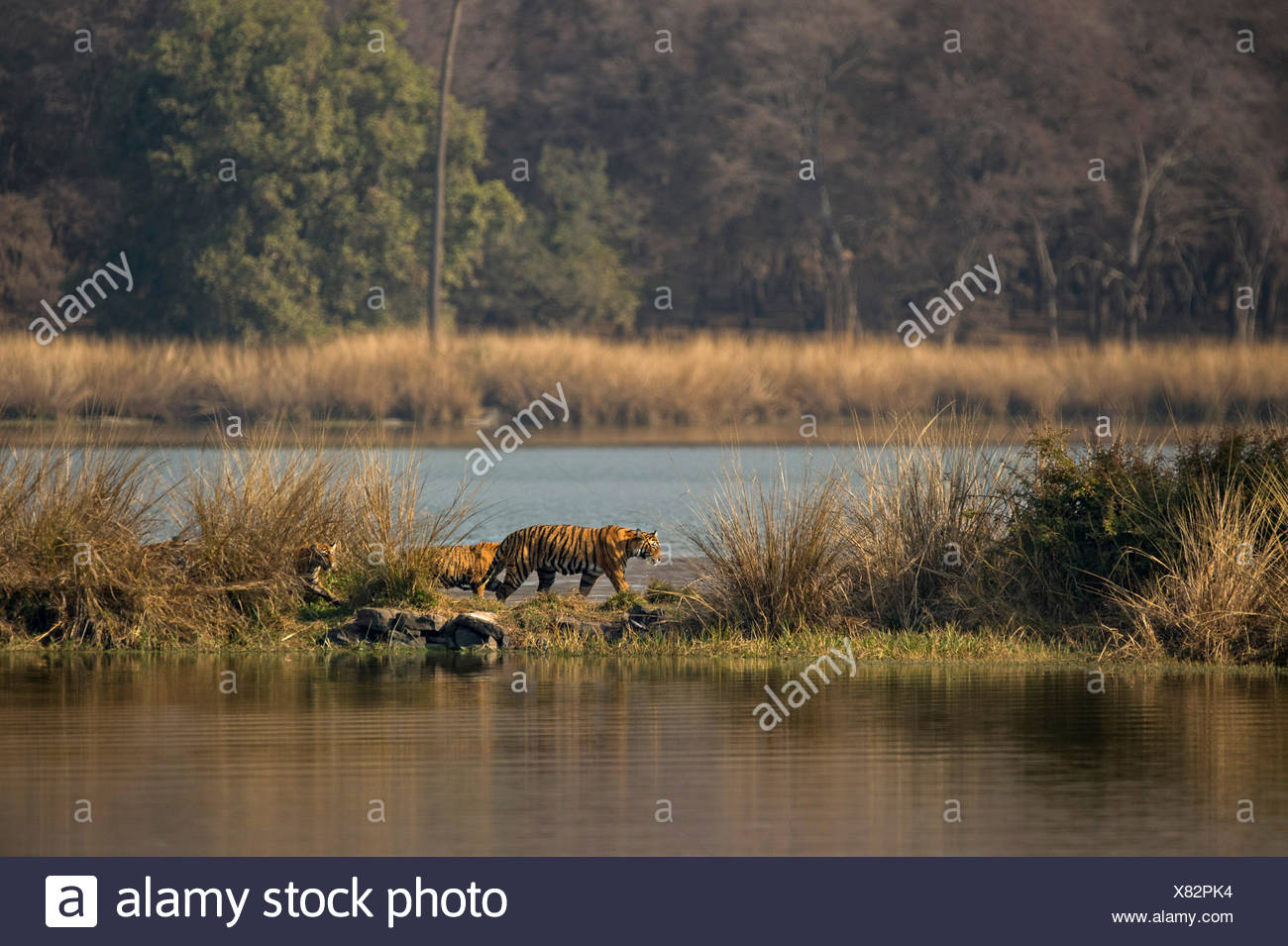Tiger Tigers Family High Resolution Stock Photography and Images - Alamy