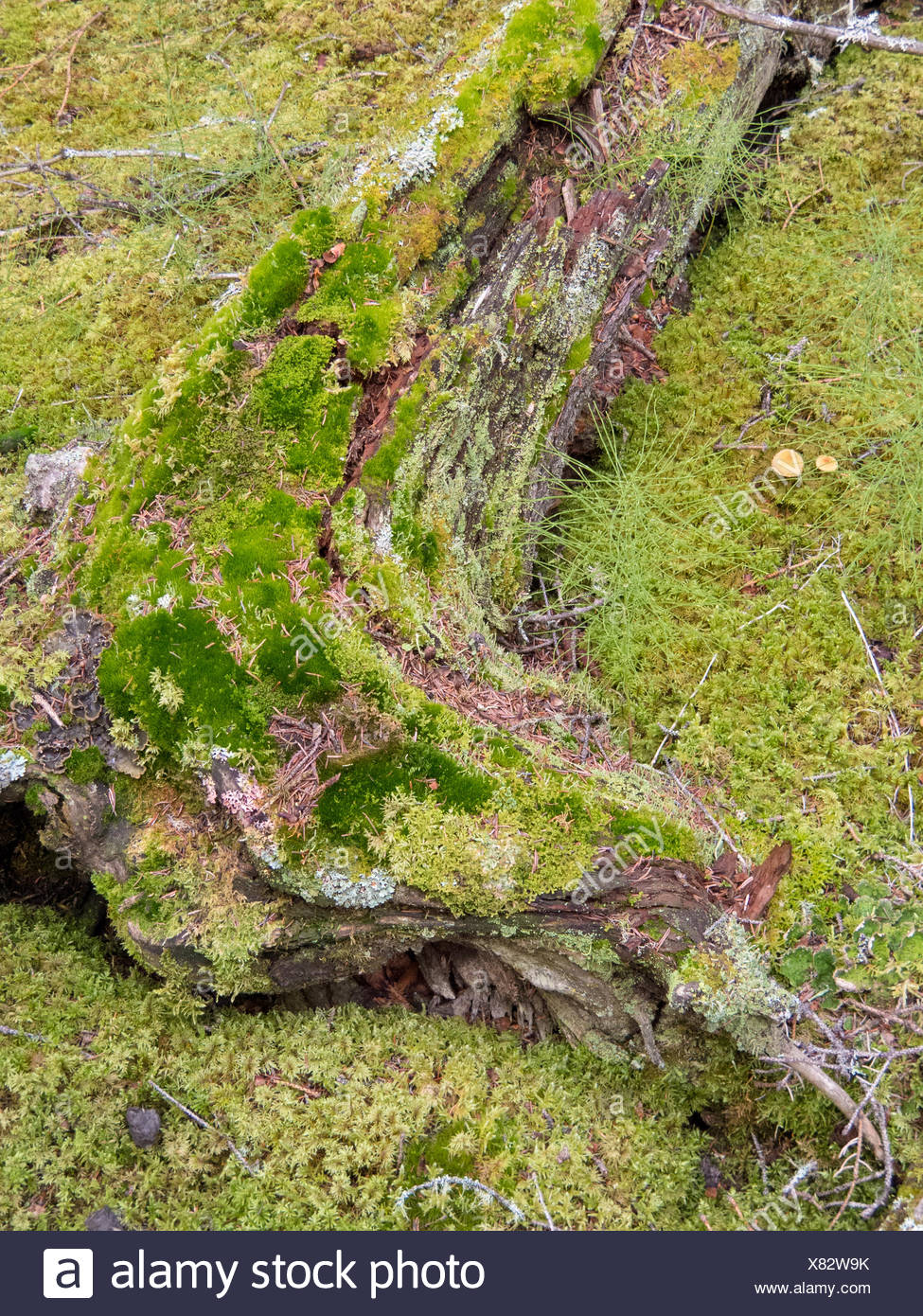 Cover Lichens High Resolution Stock Photography and Images - Alamy