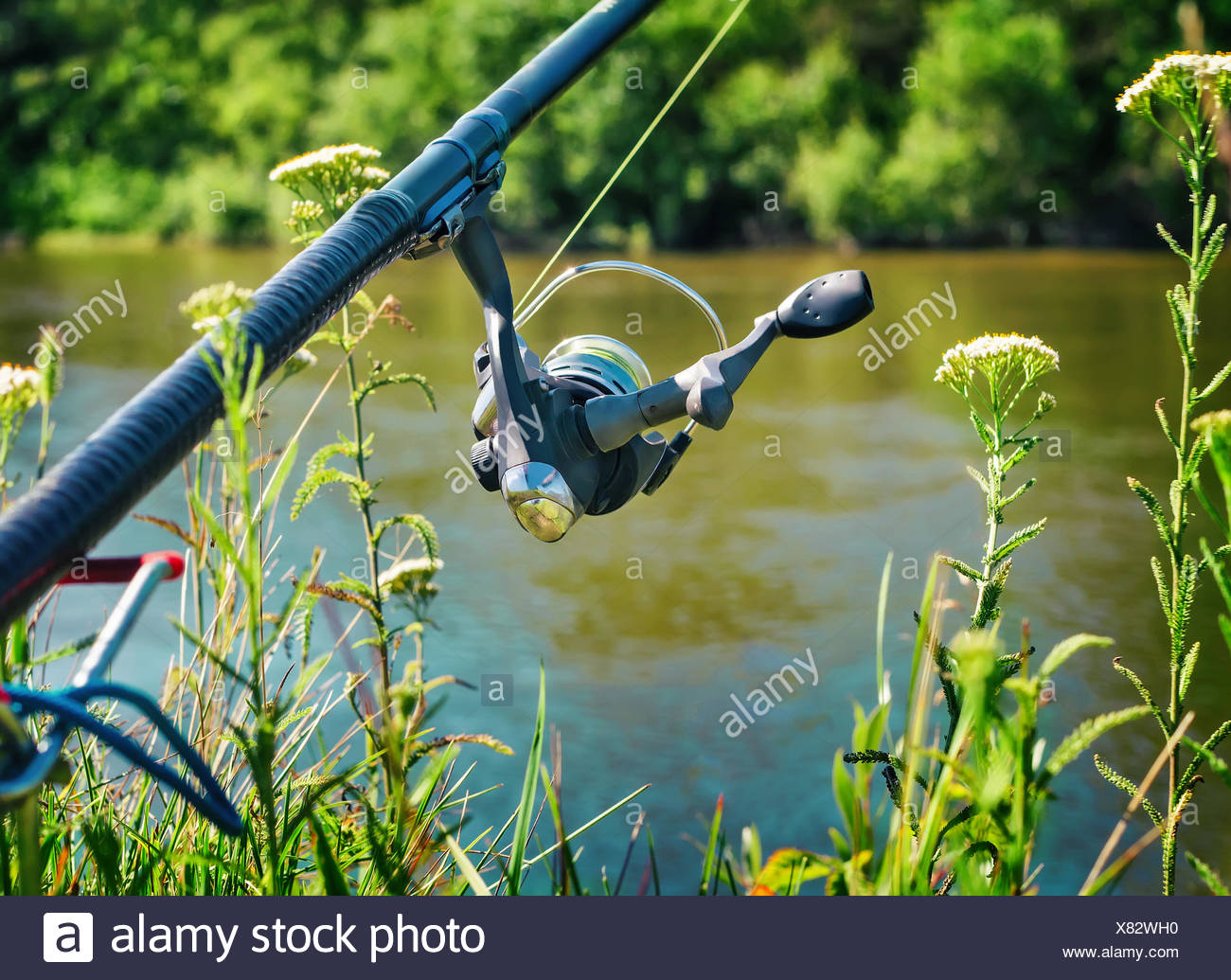 Bottom Feeder Fish High Resolution Stock Photography and Images - Alamy