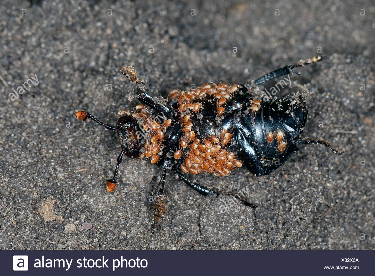 Burying Beetle With Parasite Mites High Resolution Stock Photography ...