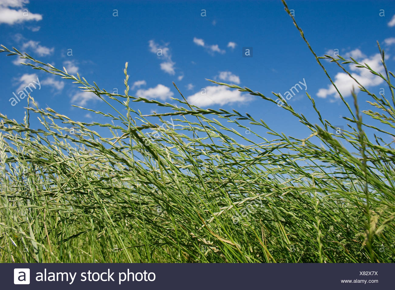 Italian Ryegrass High Resolution Stock Photography and Images - Alamy