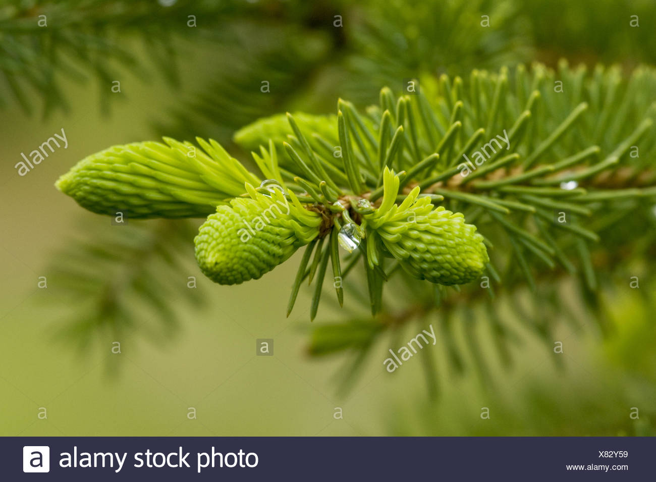 Spruce Bough High Resolution Stock Photography and Images - Alamy