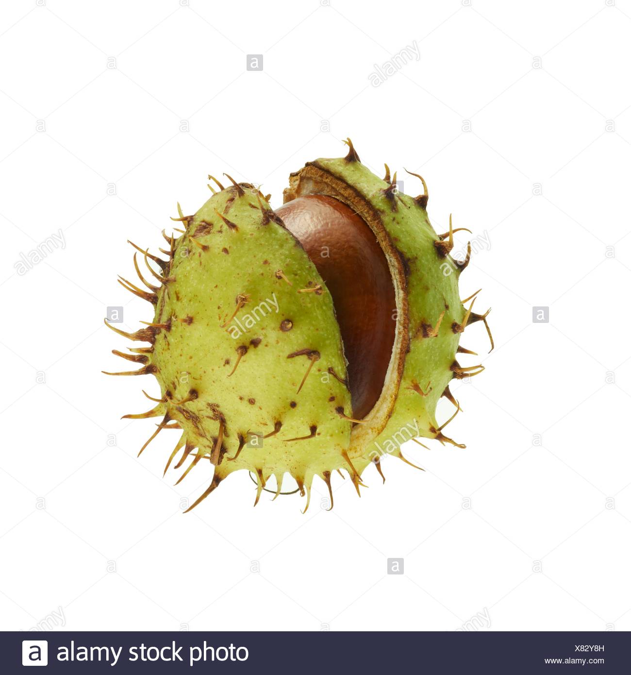Conker Stock Photos & Conker Stock Images - Alamy