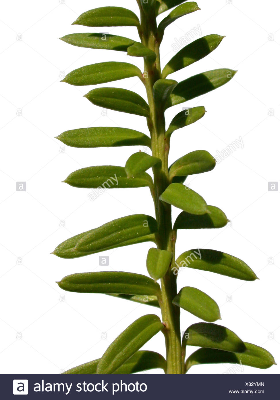 Podocarpus Nivalis High Resolution Stock Photography and Images - Alamy