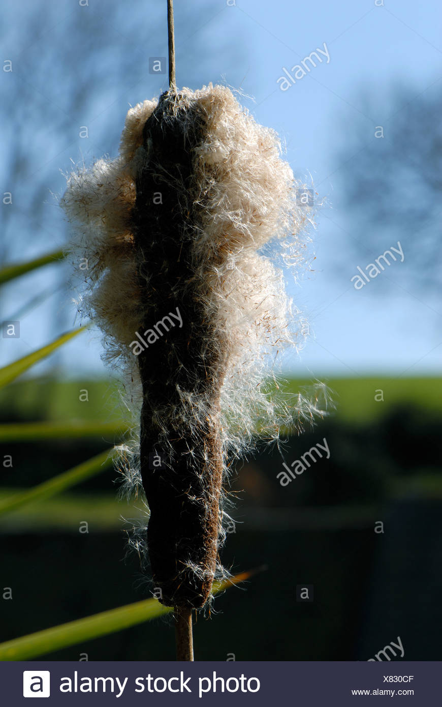 Mace Plant High Resolution Stock Photography and Images - Alamy