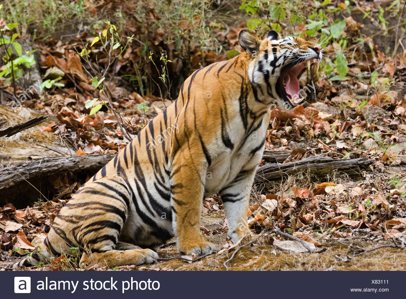 Hissing Tree High Resolution Stock Photography and Images - Alamy