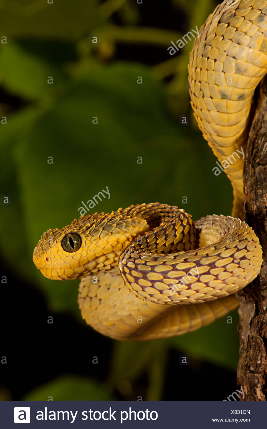 Bush Viper High Resolution Stock Photography and Images - Alamy