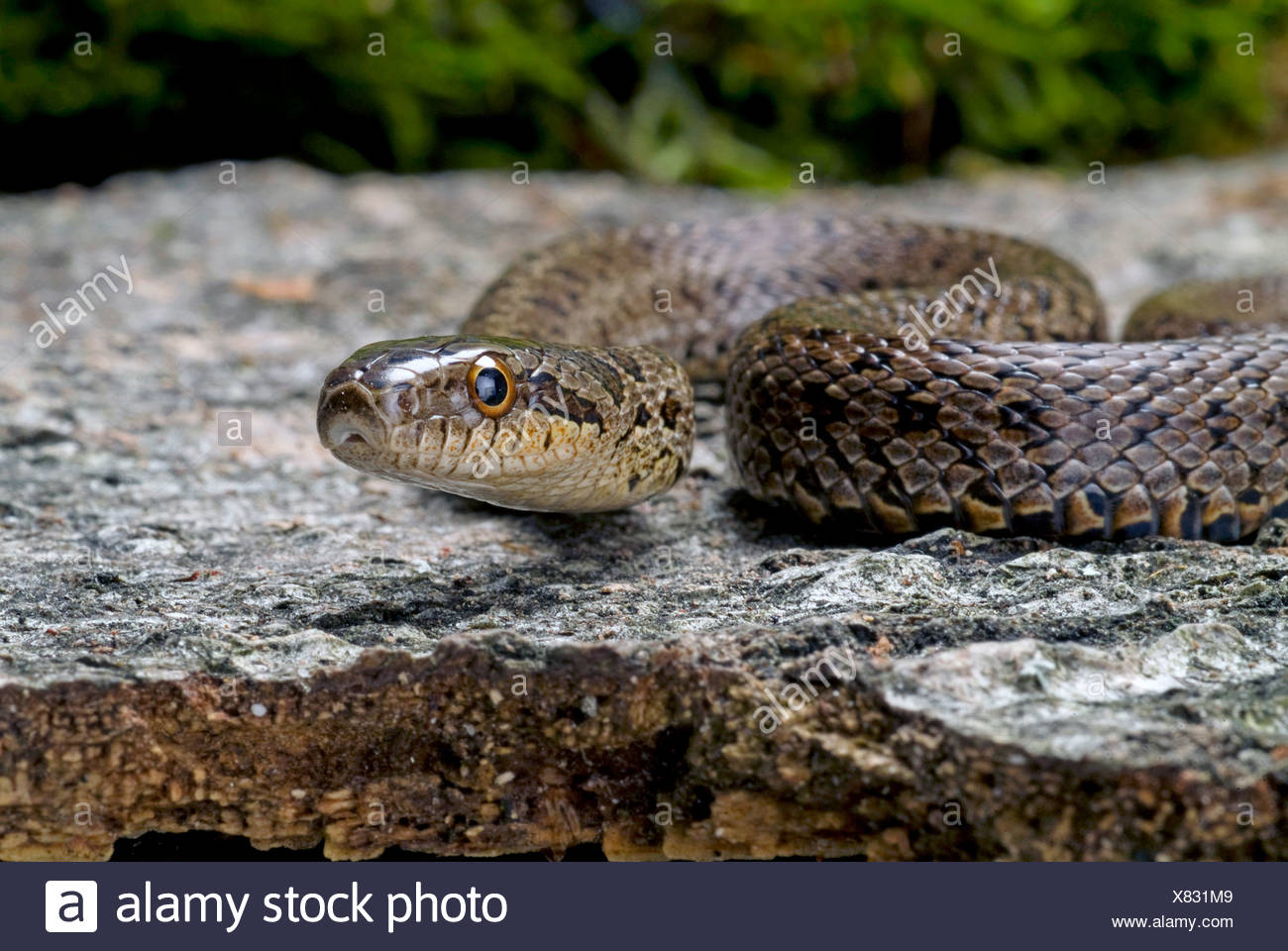 Elaphe Dione Stock Photos & Elaphe Dione Stock Images - Alamy