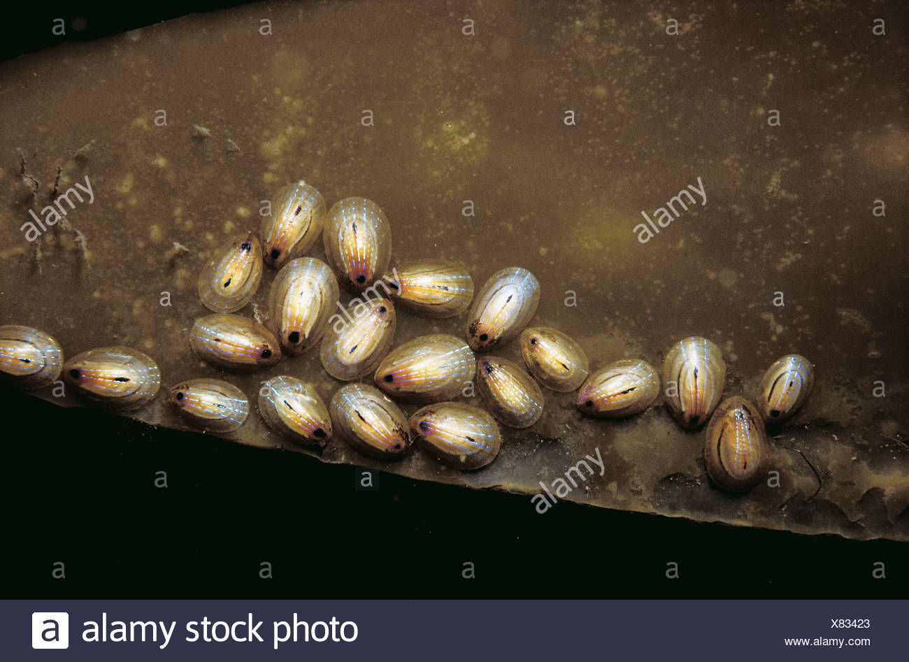 Blue Ray Limpet High Resolution Stock Photography and Images - Alamy