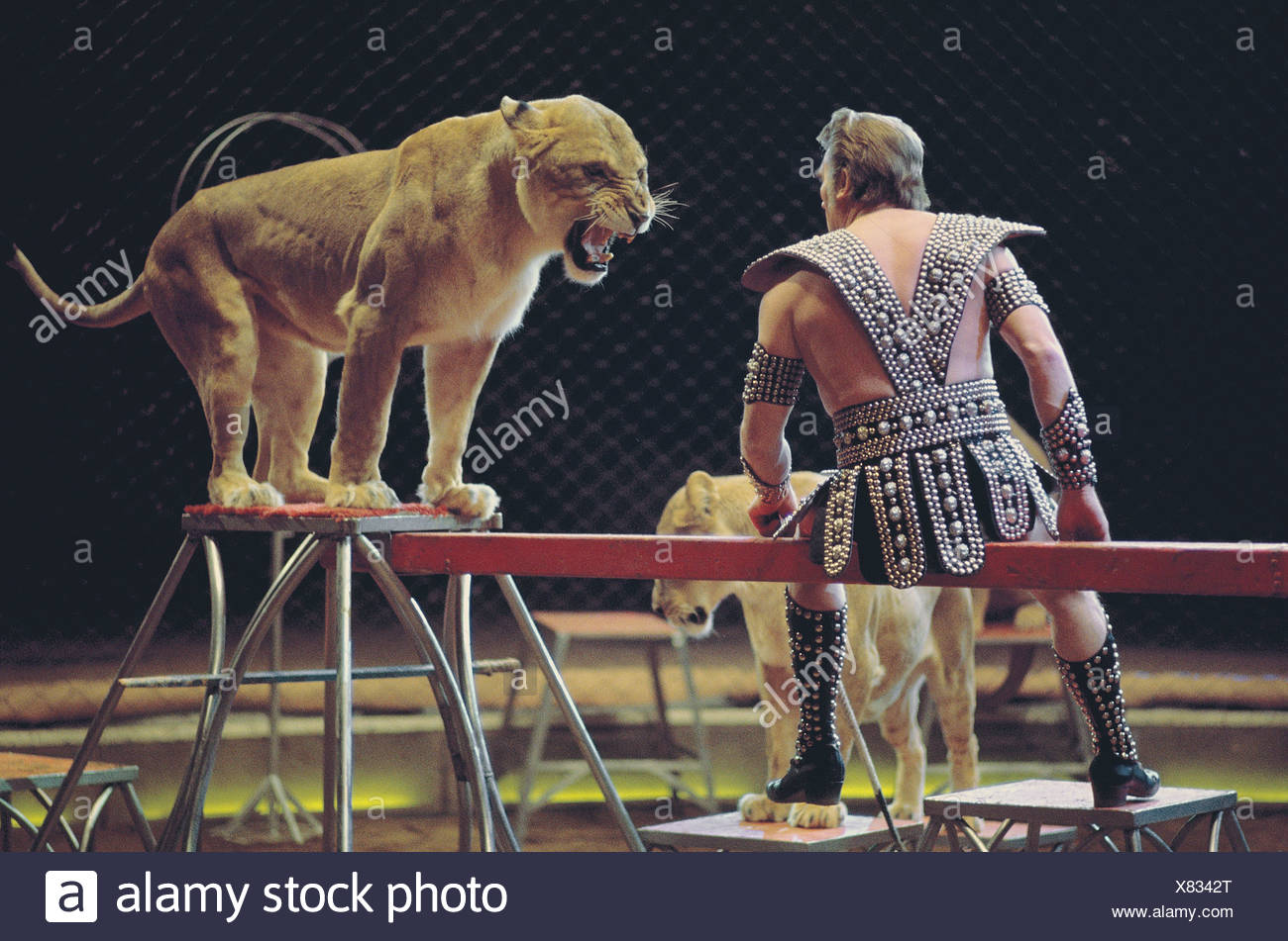 Circus Lion Stock Photos & Circus Lion Stock Images - Alamy