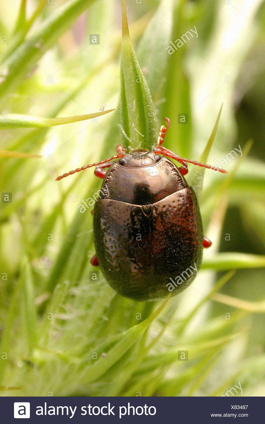Chrysomelid Beetle High Resolution Stock Photography and Images - Alamy