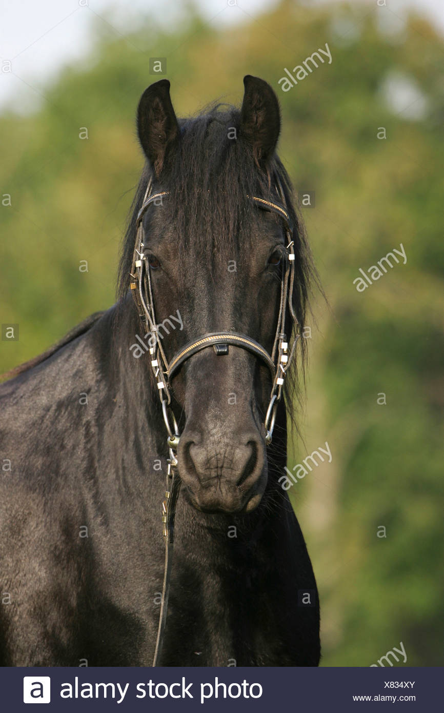 Friesenpferde High Resolution Stock Photography and Images - Alamy