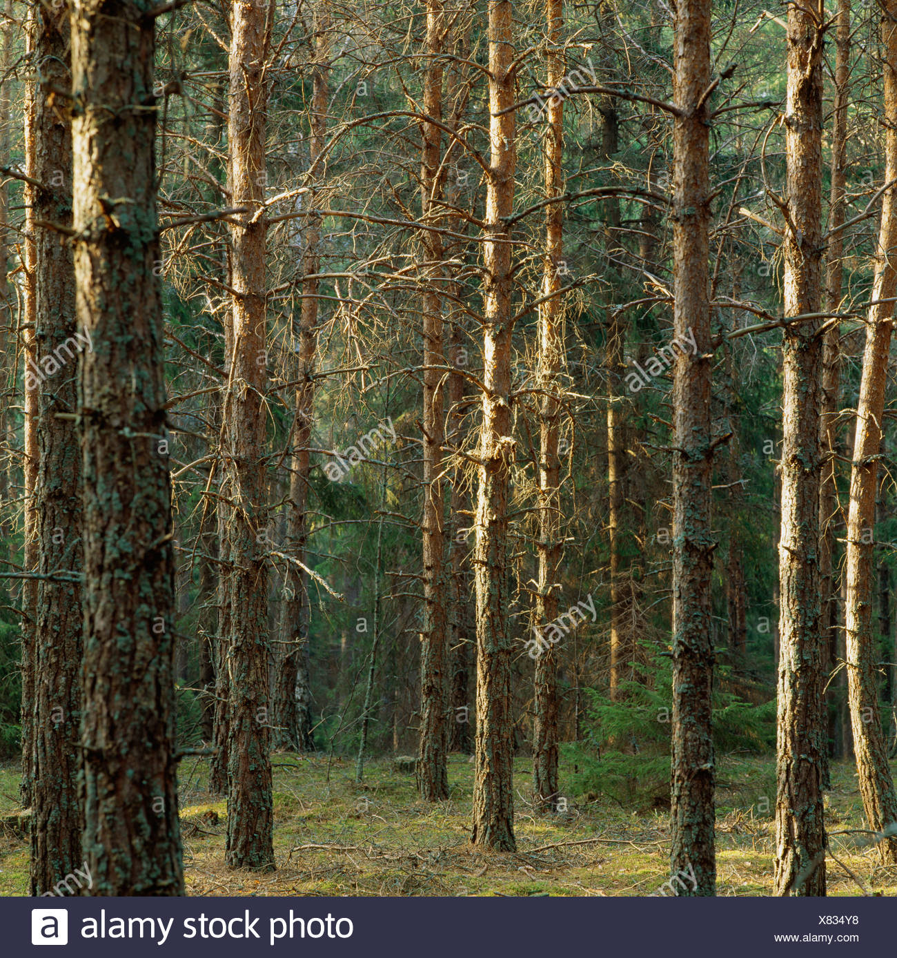 Coniferous Stock Photos & Coniferous Stock Images - Alamy