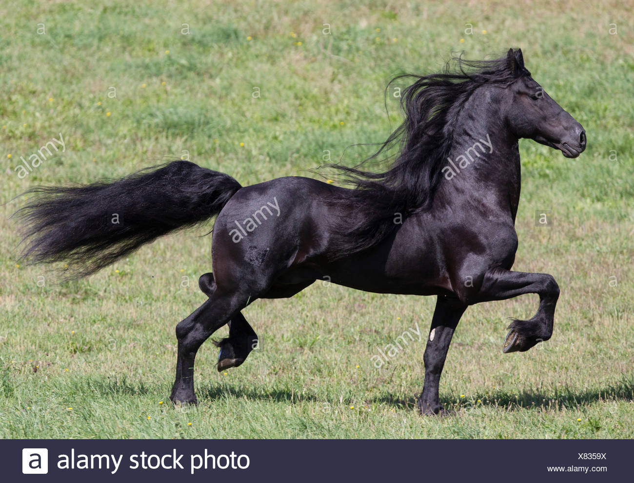Friesian Horse High Resolution Stock Photography and Images - Alamy