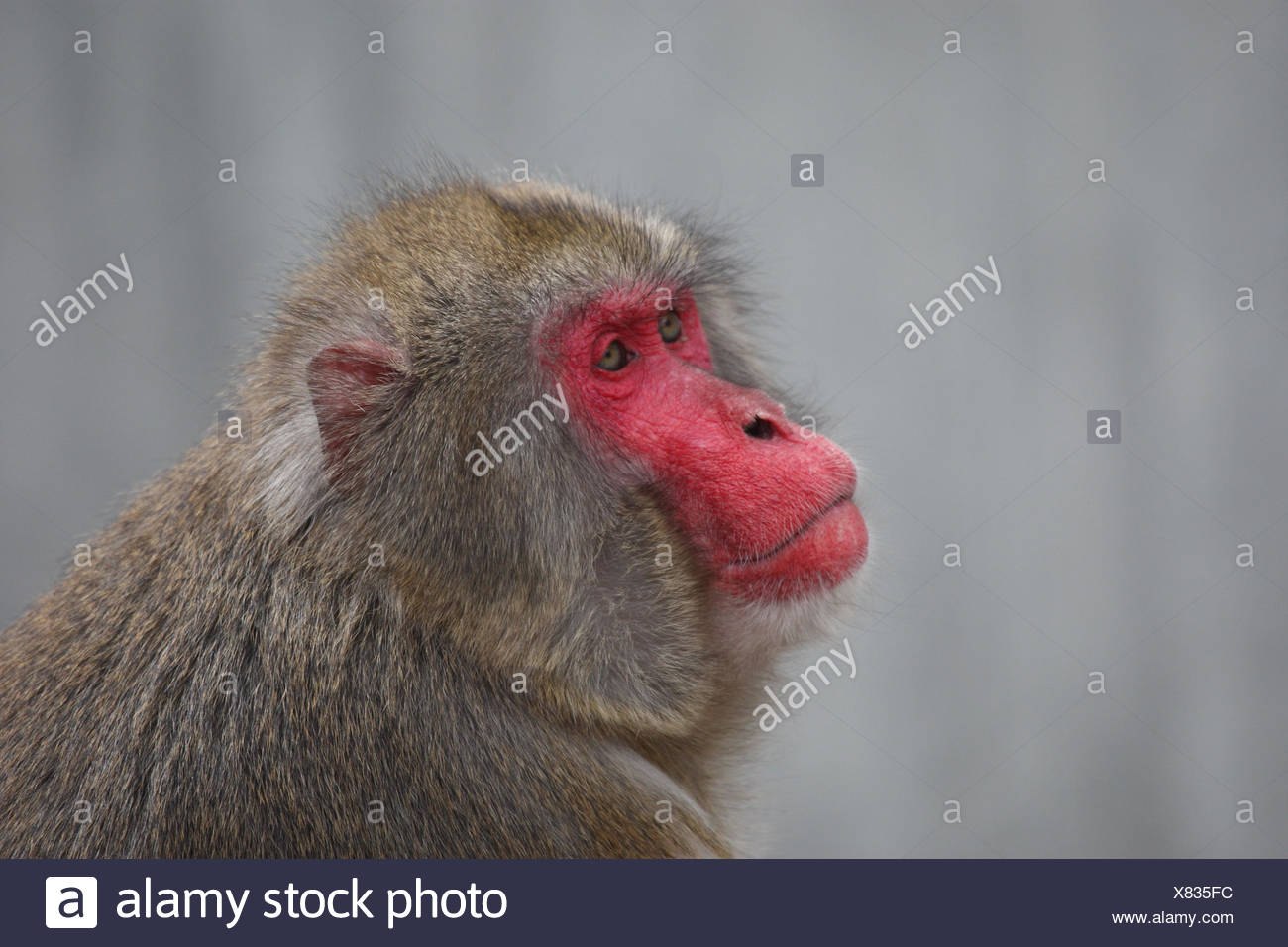 Japanmakak Stock Photos & Japanmakak Stock Images - Alamy