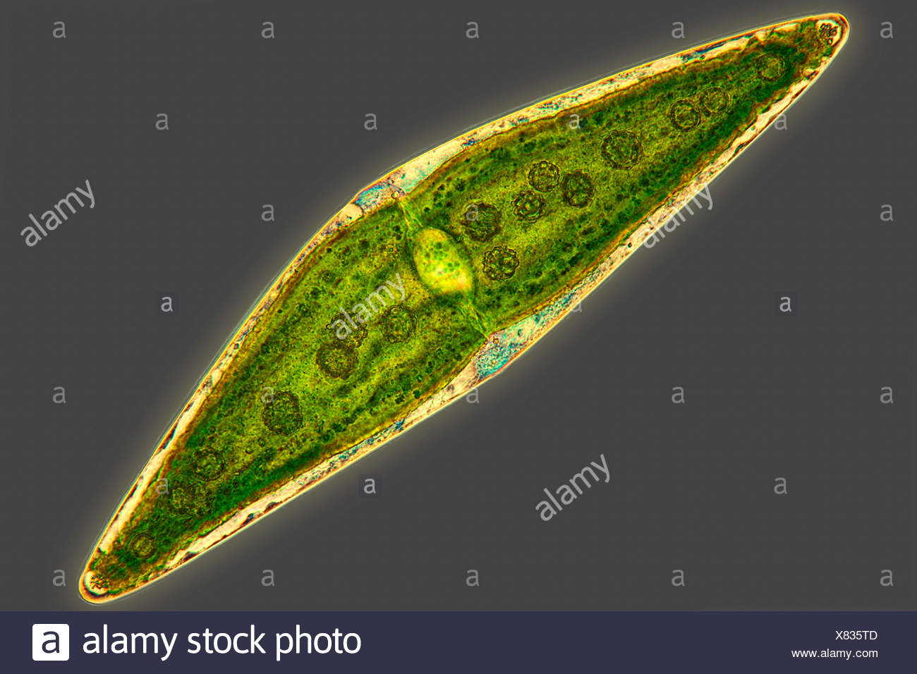 Closterium High Resolution Stock Photography and Images - Alamy