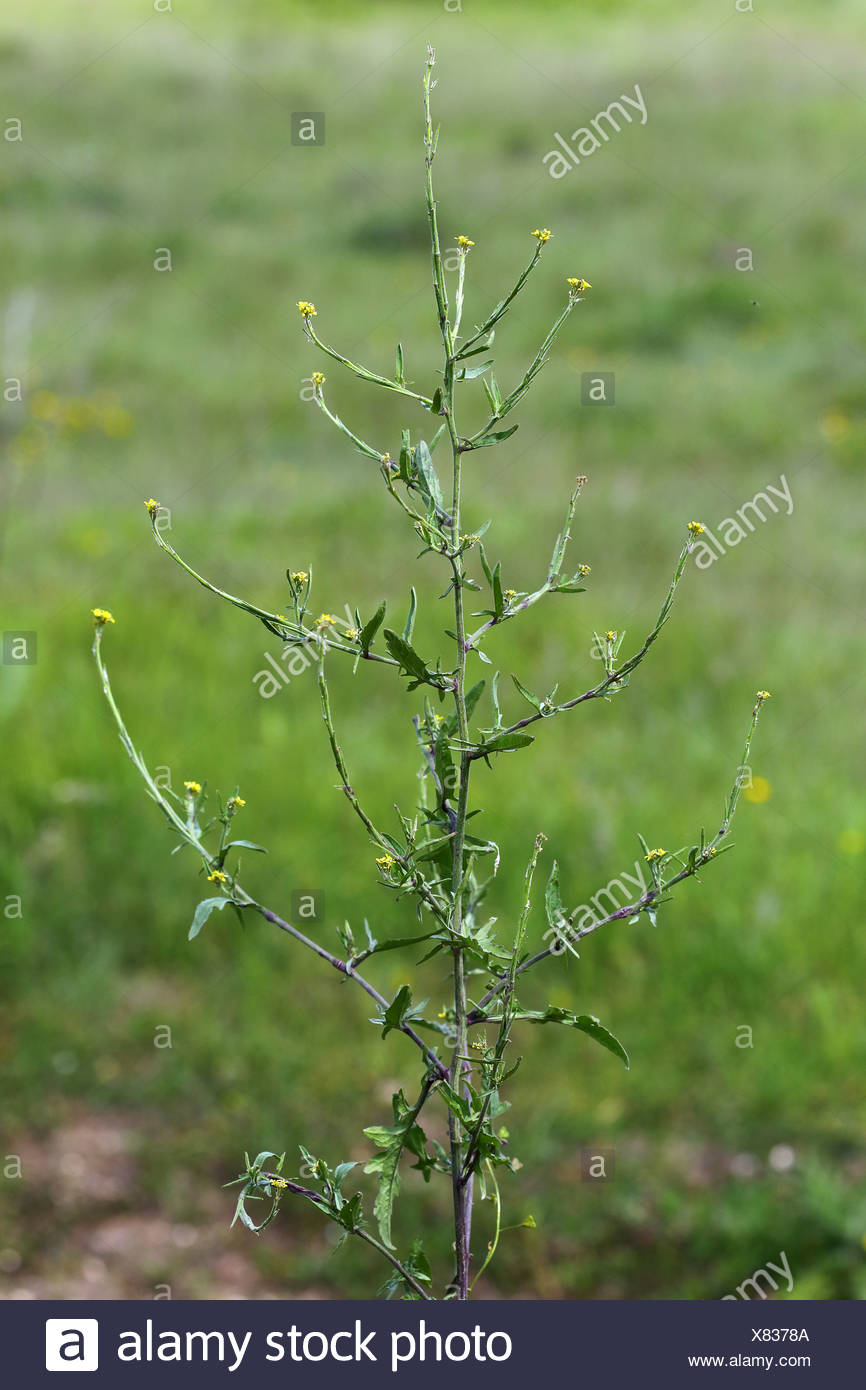 Hedge Mustard High Resolution Stock Photography and Images - Alamy