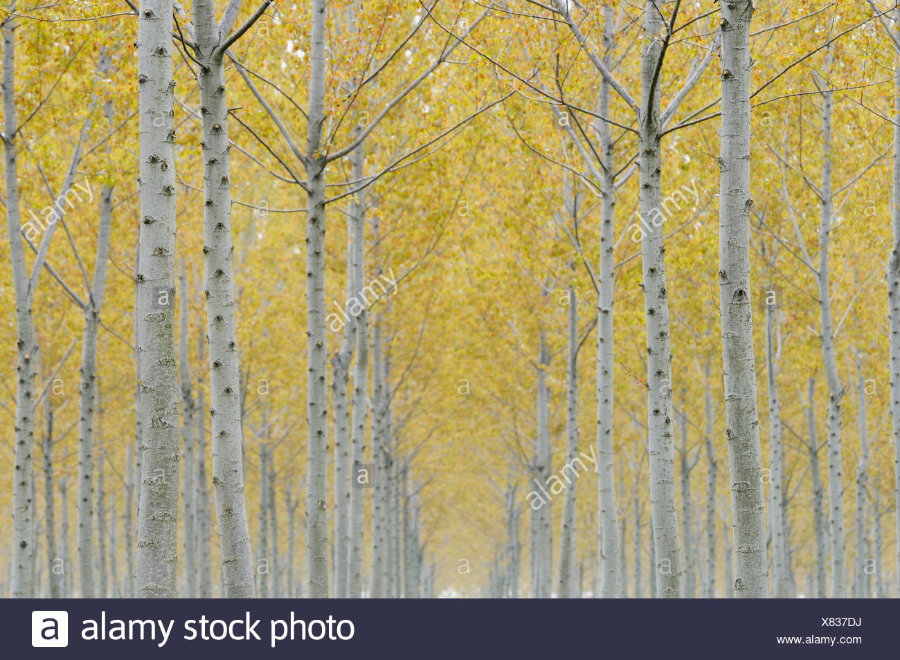 Lombardy Italy Poplar Trees High Resolution Stock Photography and ...
