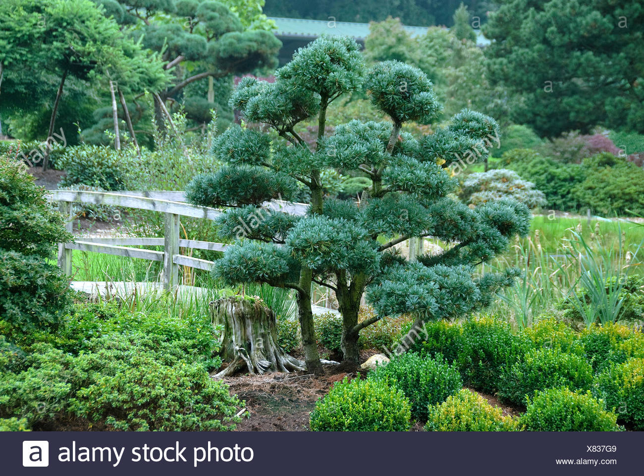Bonsai Pinus Parviflora Glauca High Resolution Stock Photography and ...