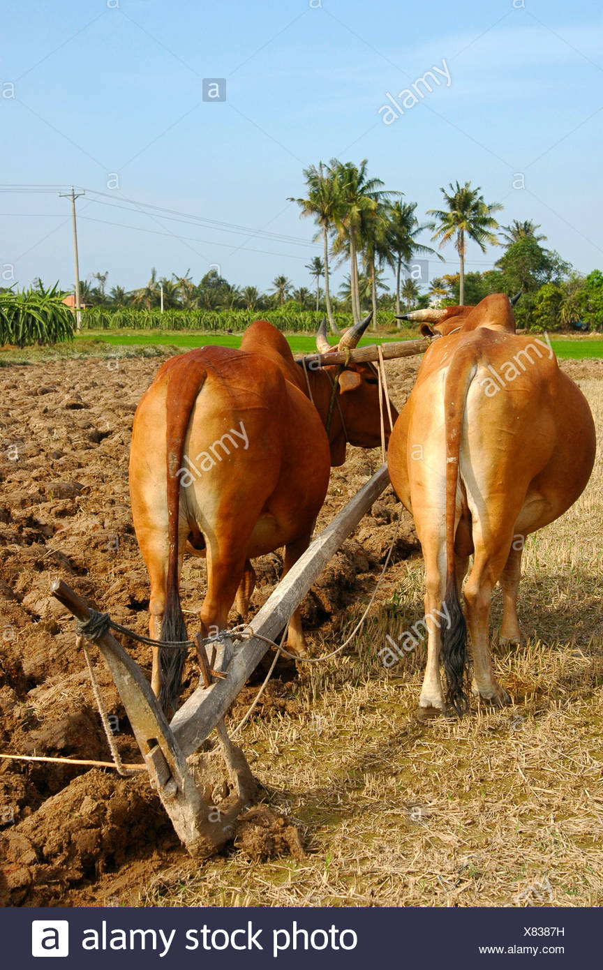 Oxen Pulling Carts High Resolution Stock Photography and Images - Alamy