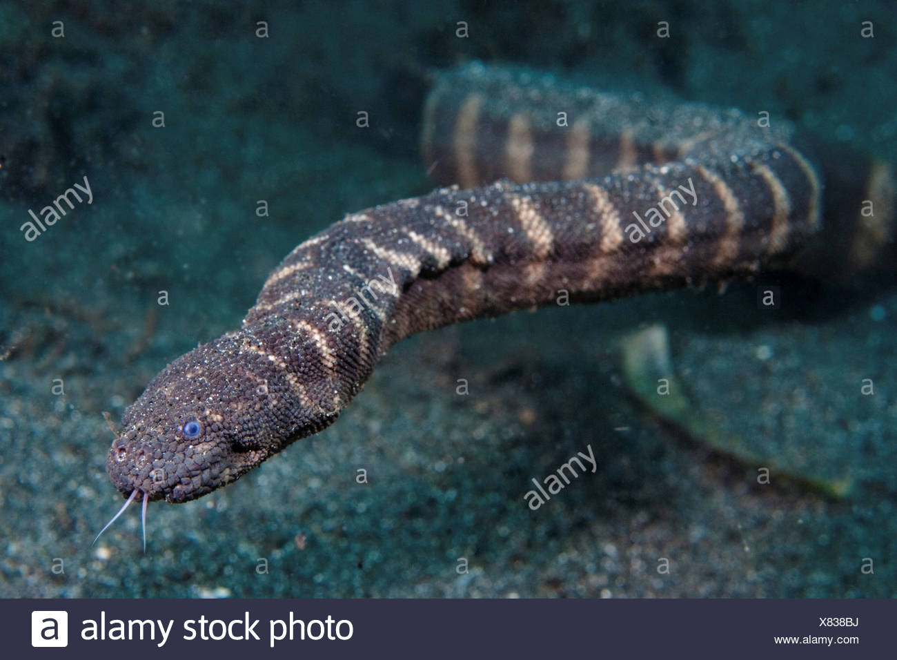 Marine File Snake High Resolution Stock Photography and Images - Alamy