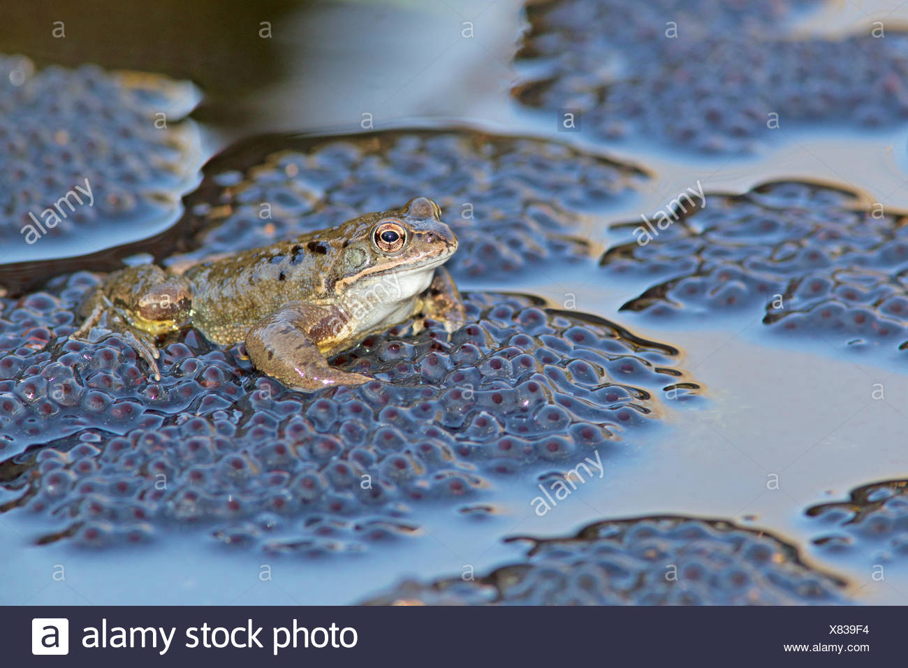 Frog Mating High Resolution Stock Photography and Images - Alamy