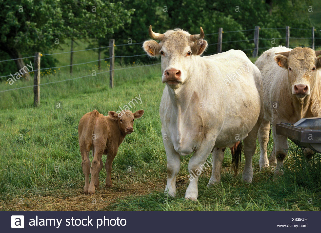 French Cattle Stock Photos & French Cattle Stock Images - Alamy
