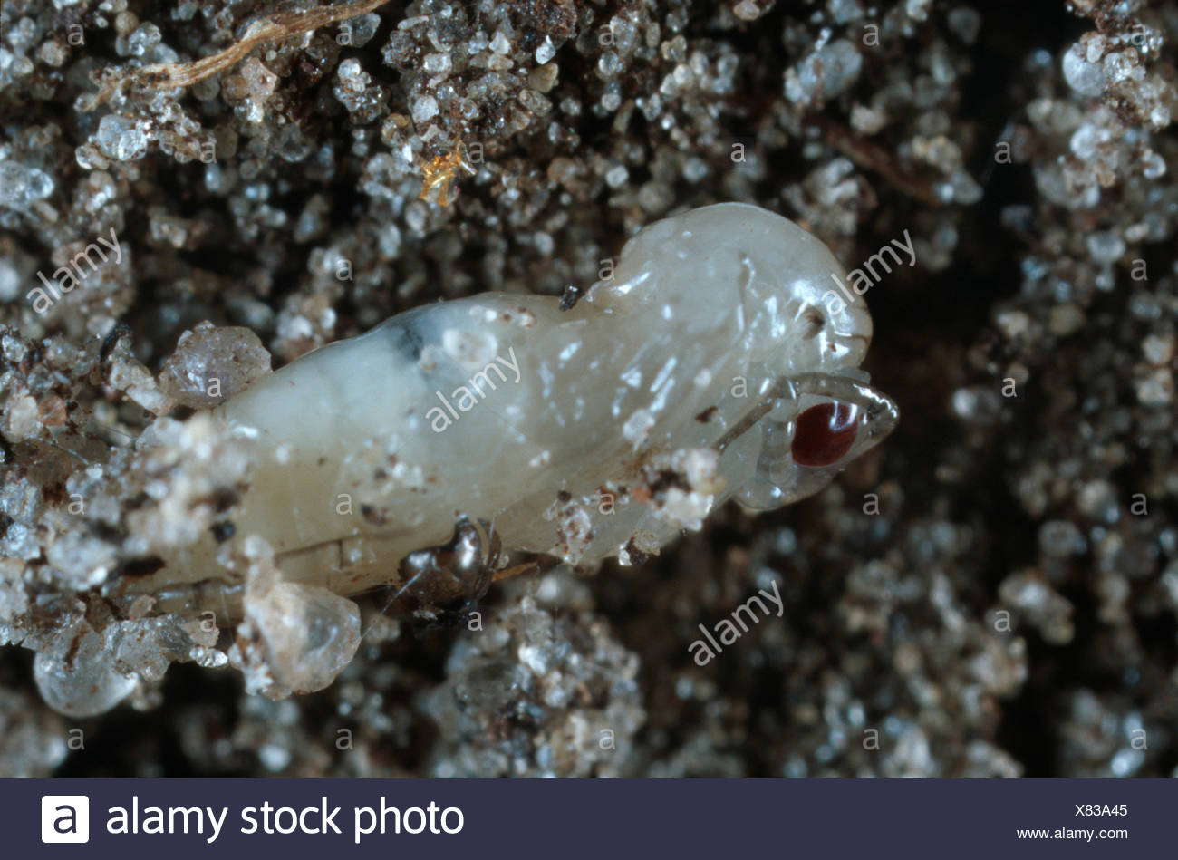 Fungus Gnats Stock Photos & Fungus Gnats Stock Images - Alamy