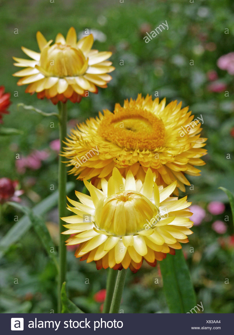 Flower Strawflower Bracteantha Bracteata Stock Photos & Flower ...