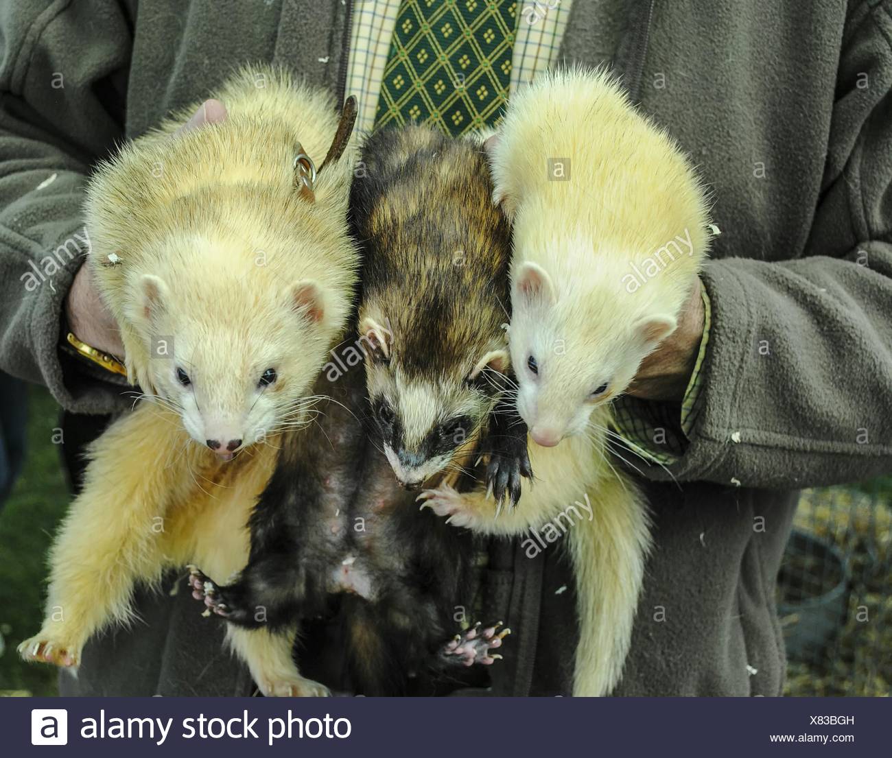 Ferrets Stock Photos & Ferrets Stock Images - Alamy