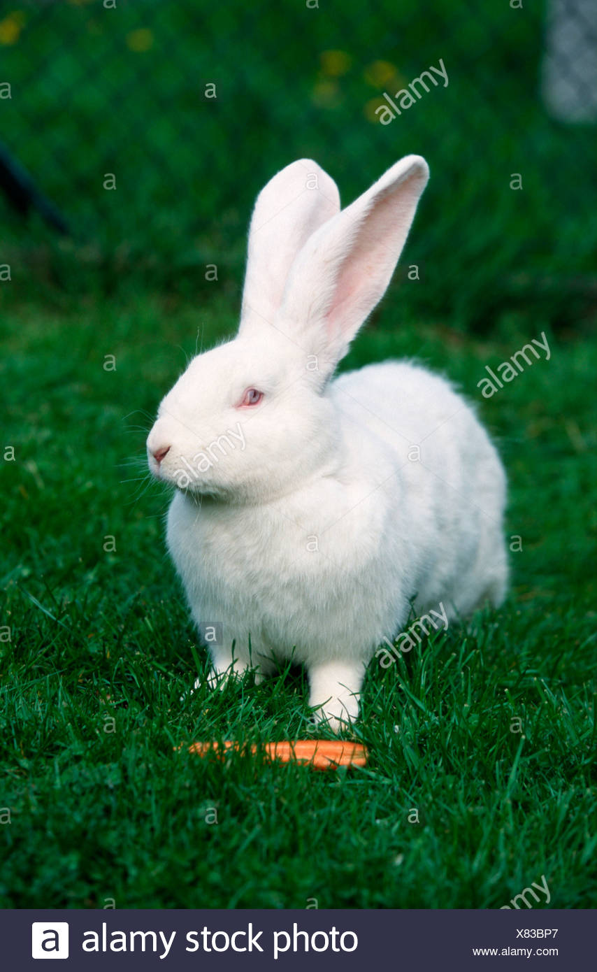German Giant Rabbit Stock Photos & German Giant Rabbit Stock Images - Alamy