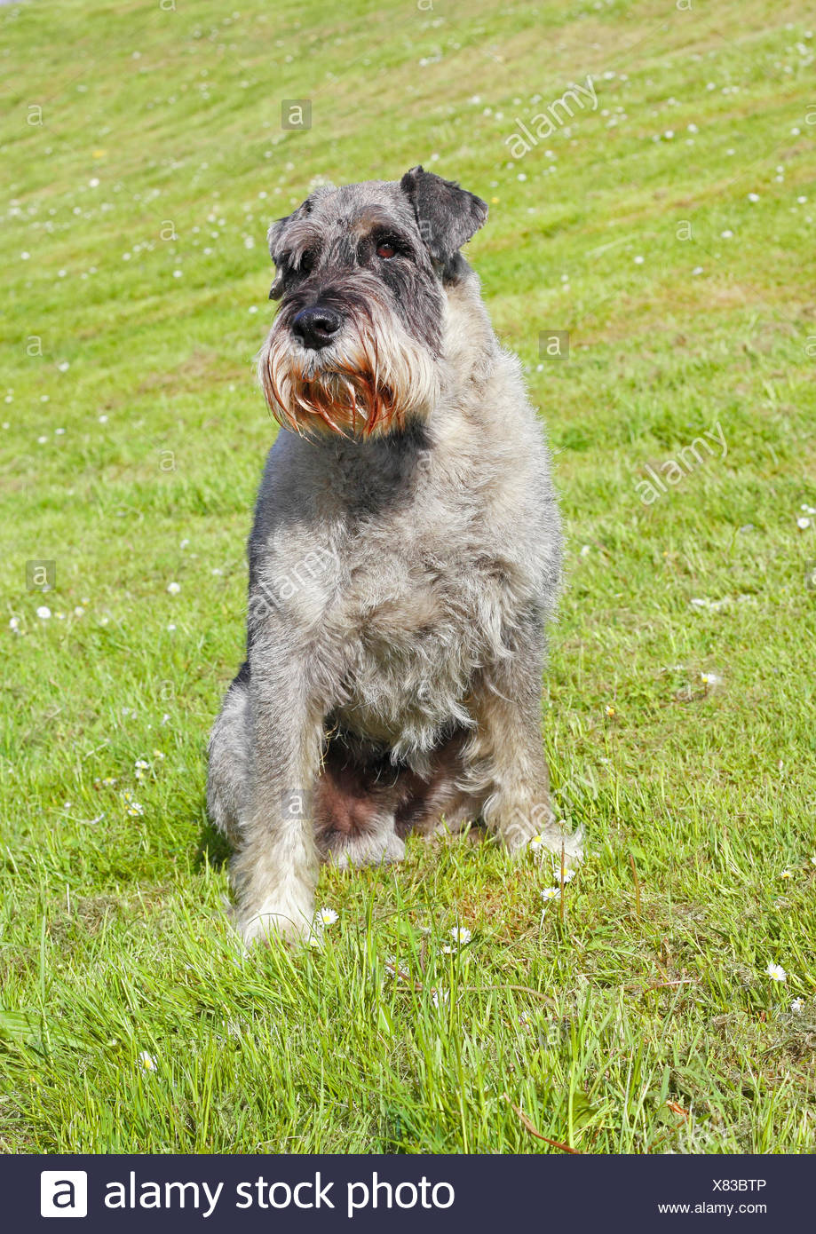 Family Miniature Schnauzer Dogs Sitting Stock Photos & Family Miniature ...