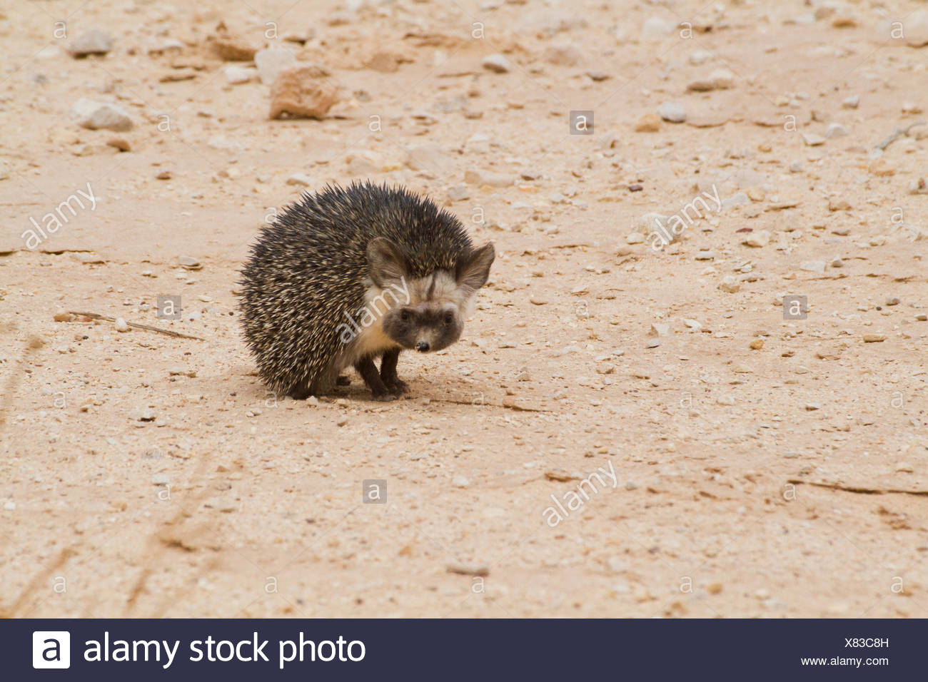 Survival Desert High Resolution Stock Photography and Images - Alamy