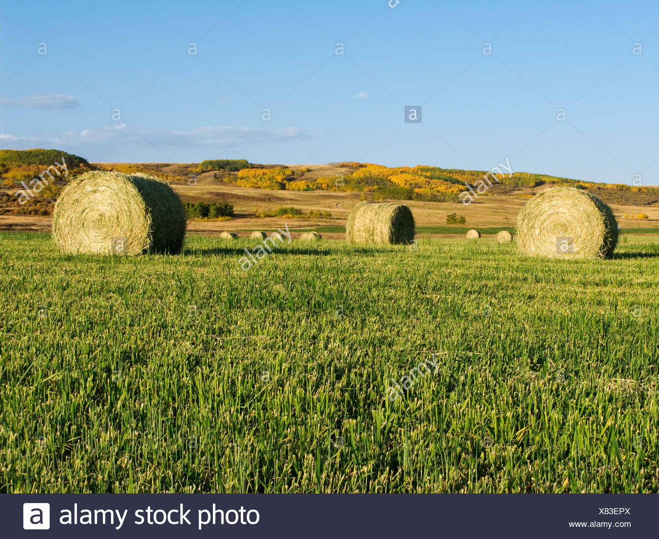 Grass Feed Cattle High Resolution Stock Photography and Images - Alamy