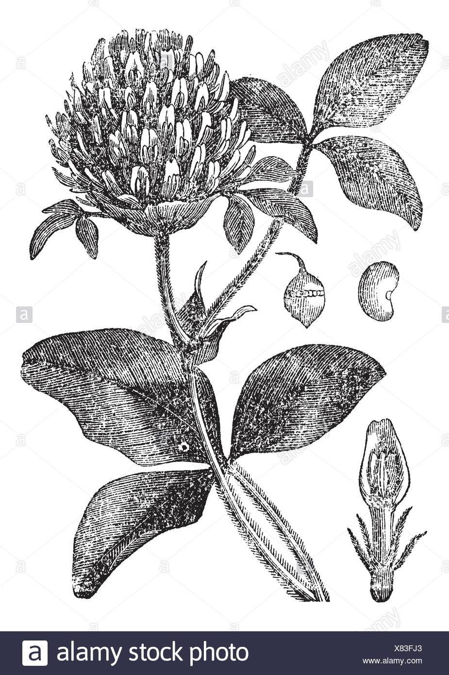 Red Clover Botanical Illustration High Resolution Stock Photography and ...