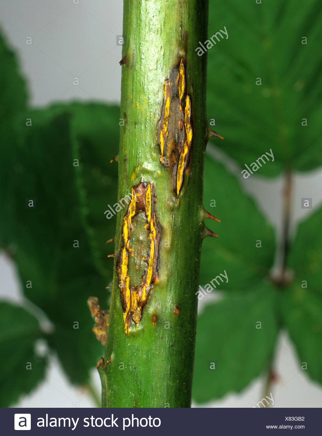 Stem Rust Fungus High Resolution Stock Photography and Images - Alamy